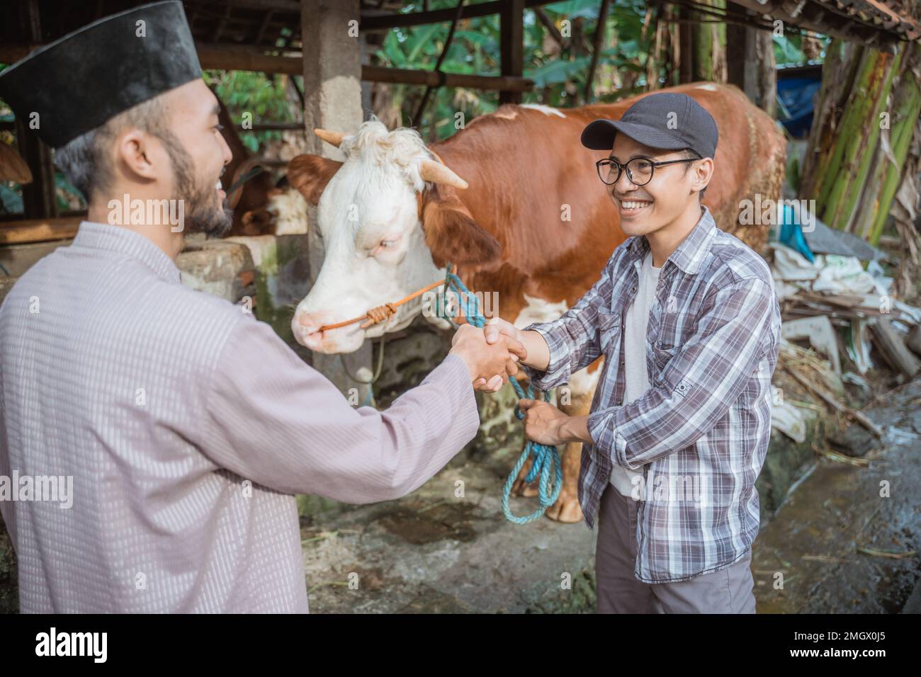 the male farmer standing in front of the cow's stable with the cow ...