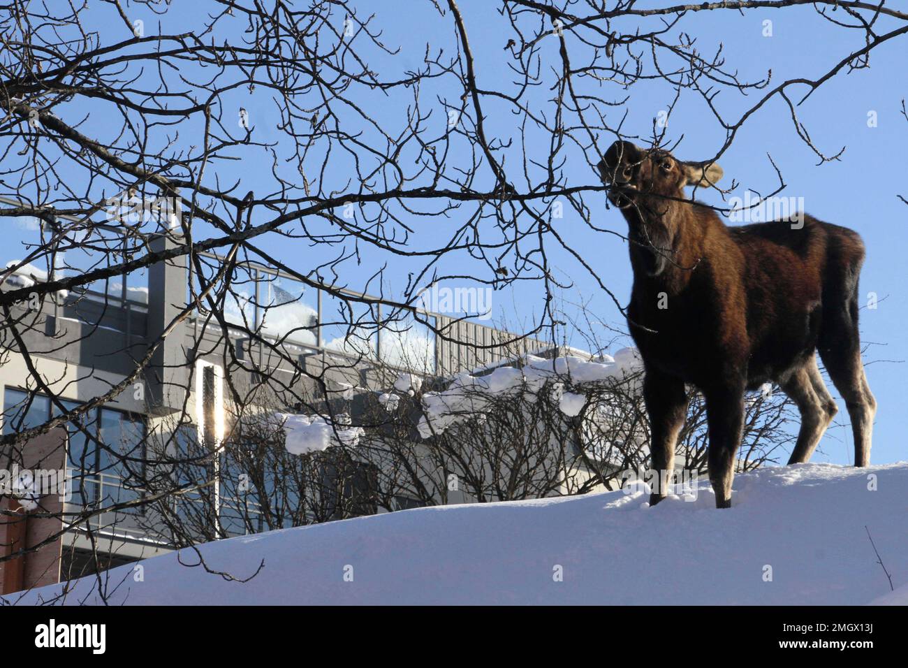 A moose munches on a tree in downtown Anchorage, Alaska, on Monday, Feb ...