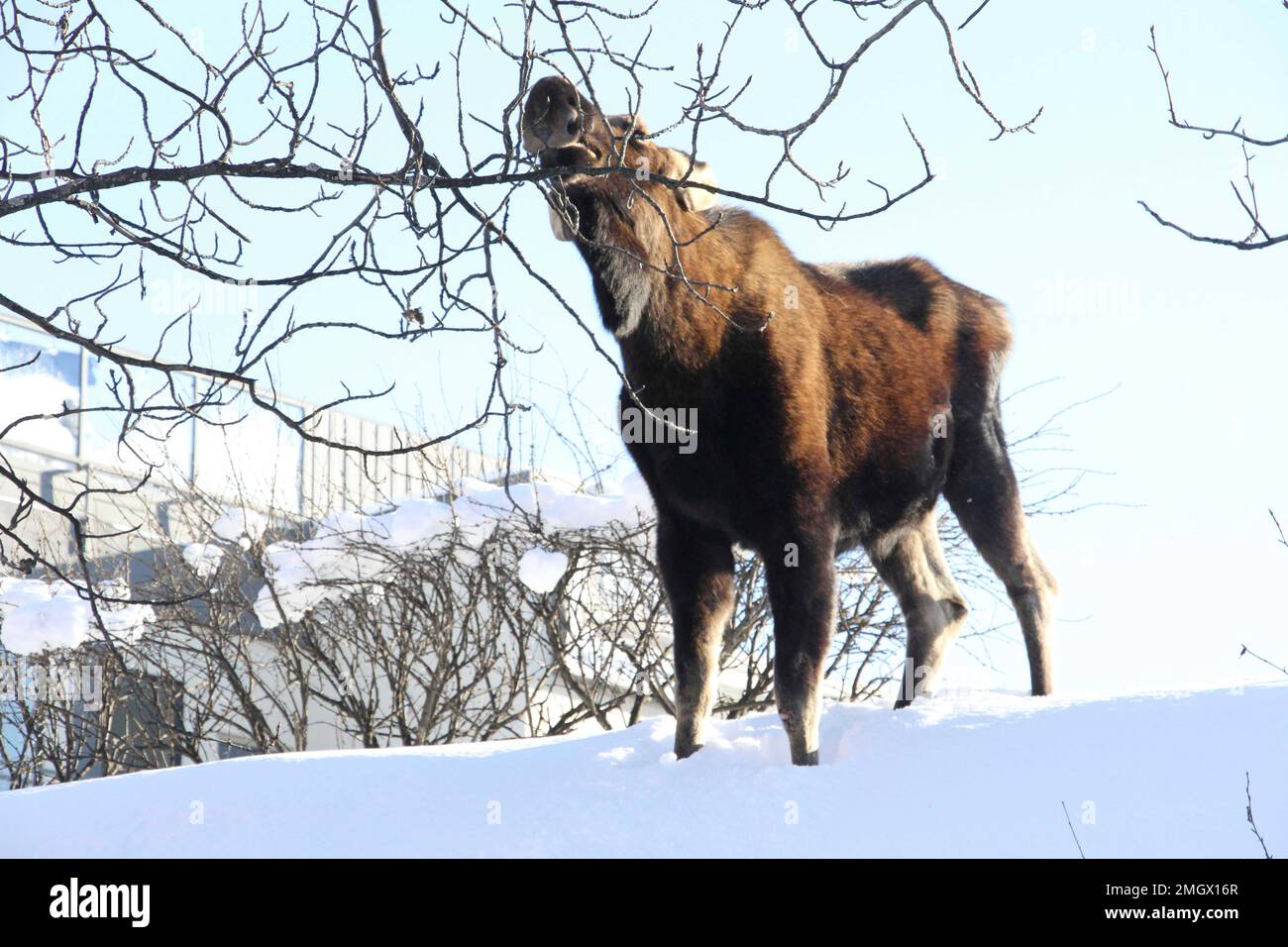 A moose munches on a tree in downtown Anchorage, Alaska, on Monday, Feb ...