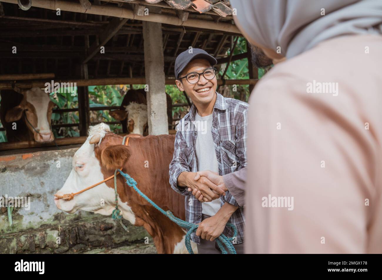 the male farmer hand shake with the buyer of his cow Stock Photo - Alamy