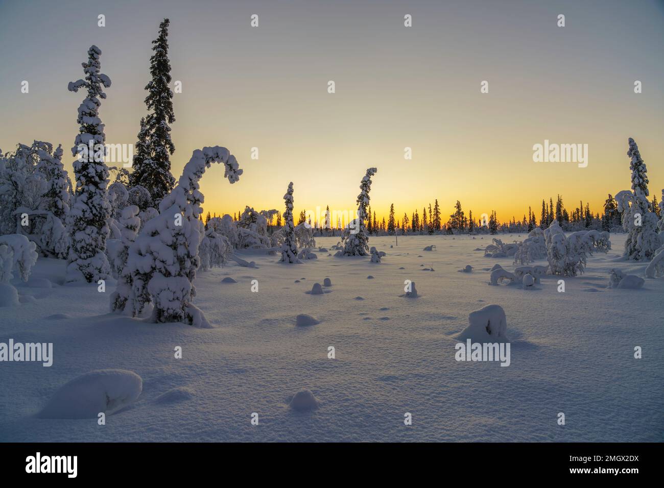Winter landscape with nice color in the sky, plenty of snow, trees with ...