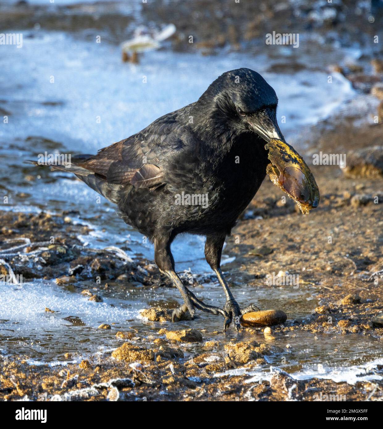 Problem secondary hi-res stock photography and images - Alamy