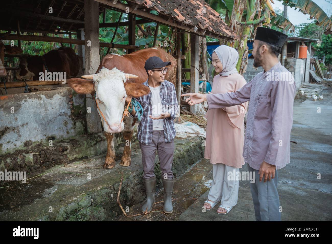 the moslem man pointing on the cow that holded by the farmer Stock ...