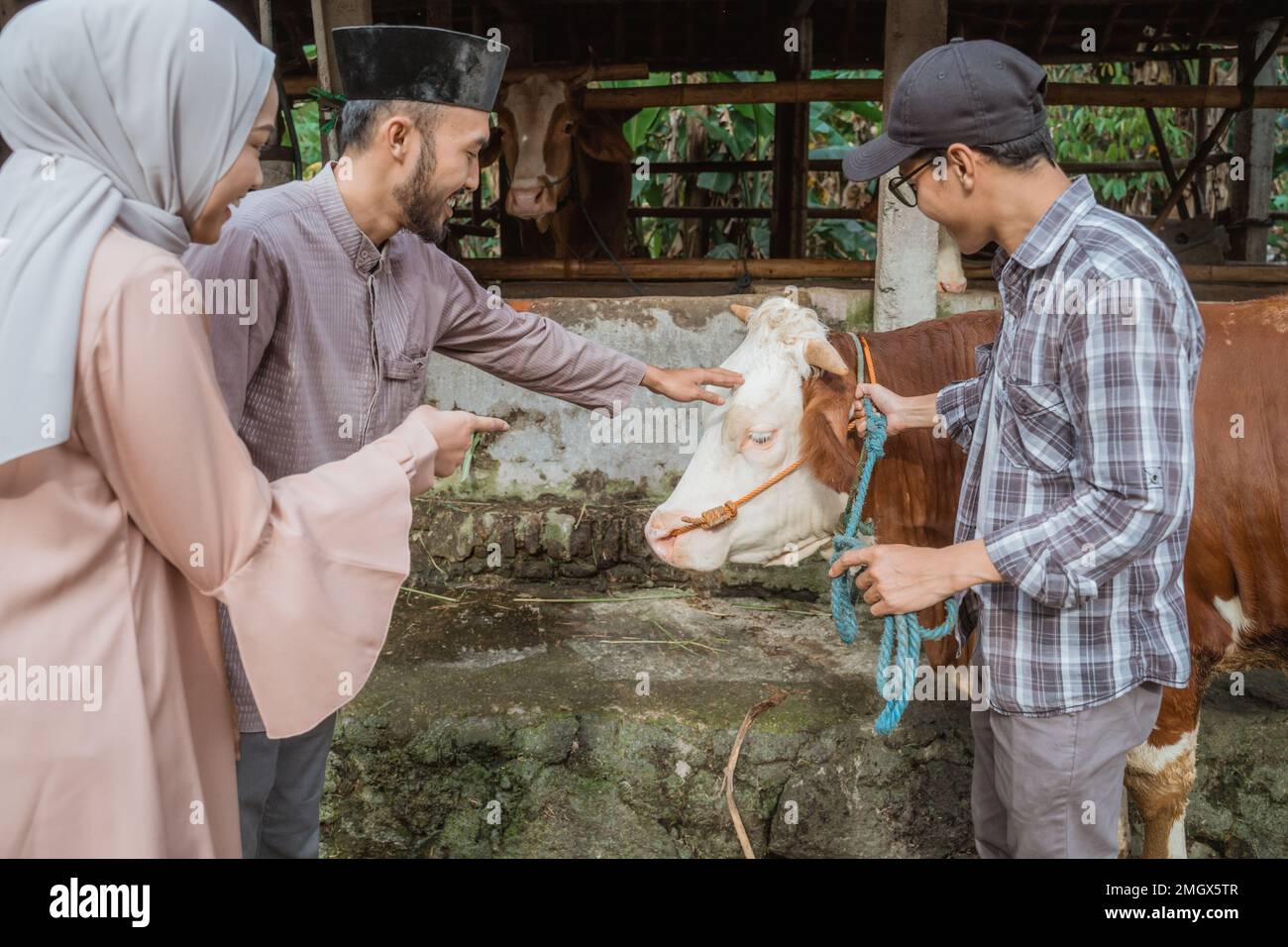 the woman pointing on the cow while the man stroking cow's head Stock ...