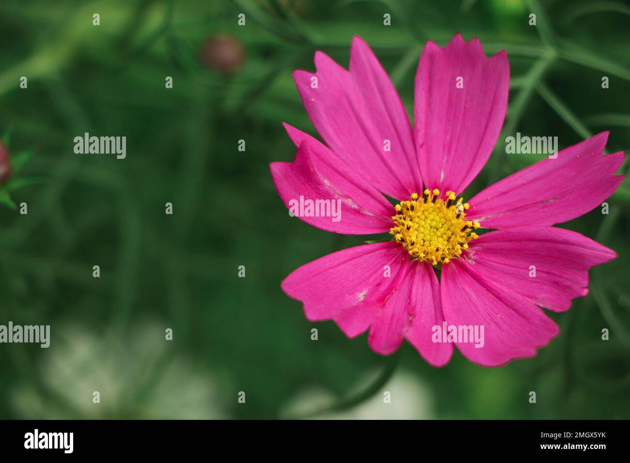 Cosmos flowers in nature, sweet background, blurry flower background ...