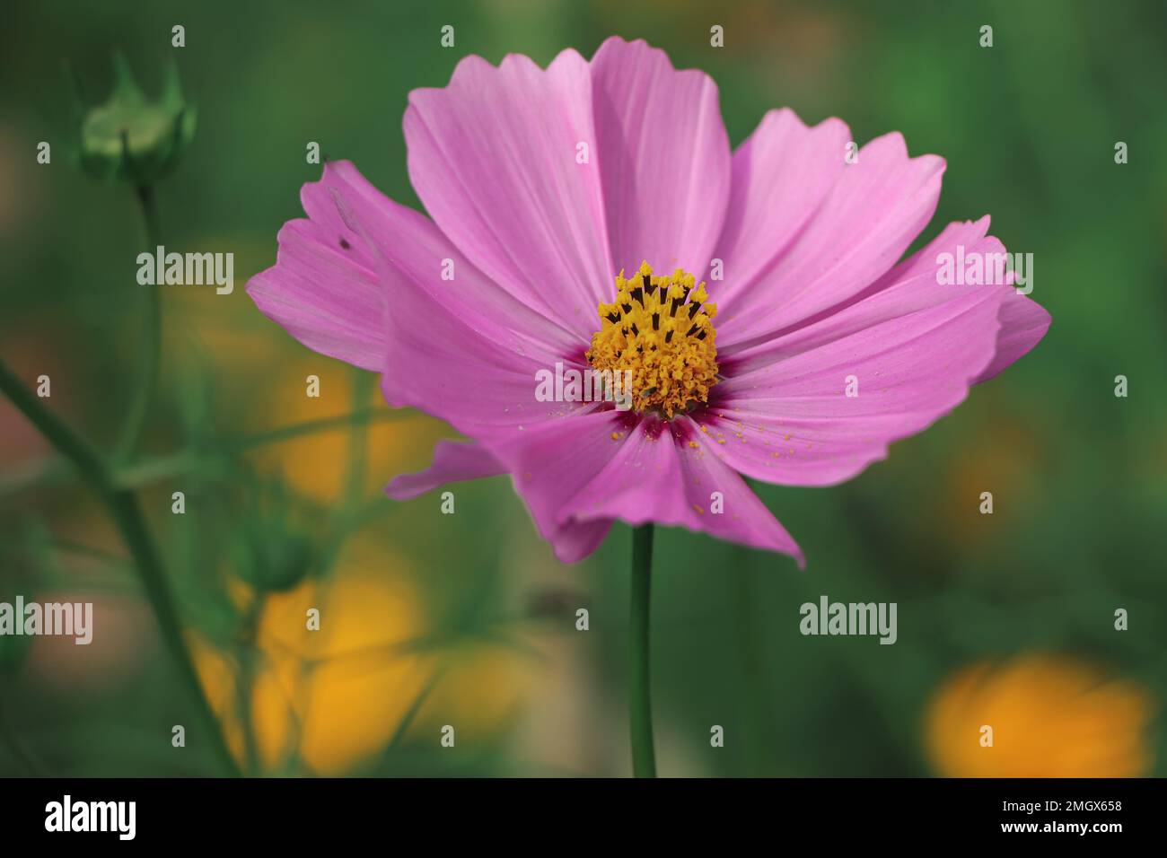 Beautiful and amazing of cosmos flower field landscape in asia. nature ...