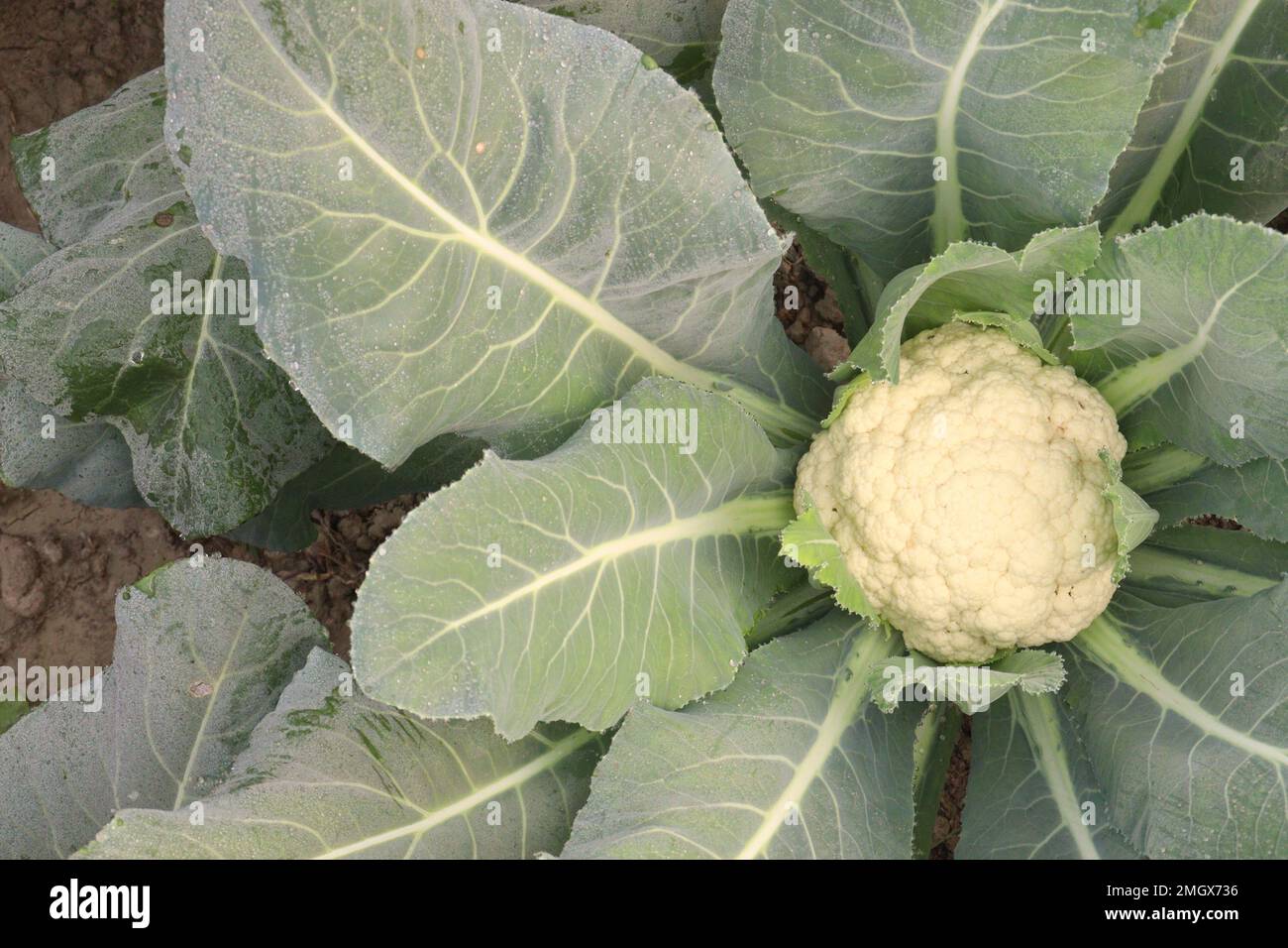 tasty and healthy Cauliflower on farm for harvest this is cash crops Stock Photo - Alamy