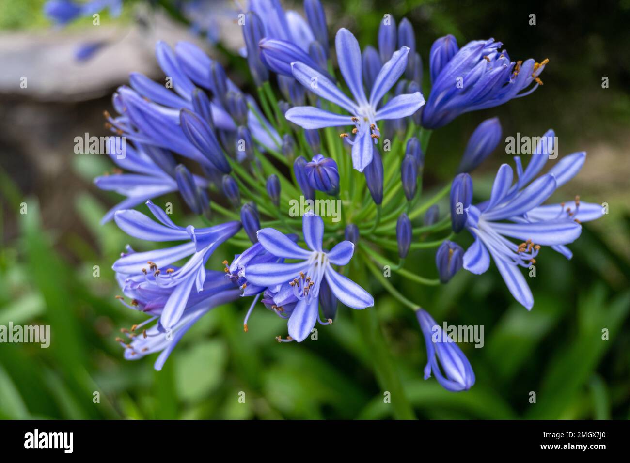 Purplish blue flowers in the middle of green nature landscape Stock ...