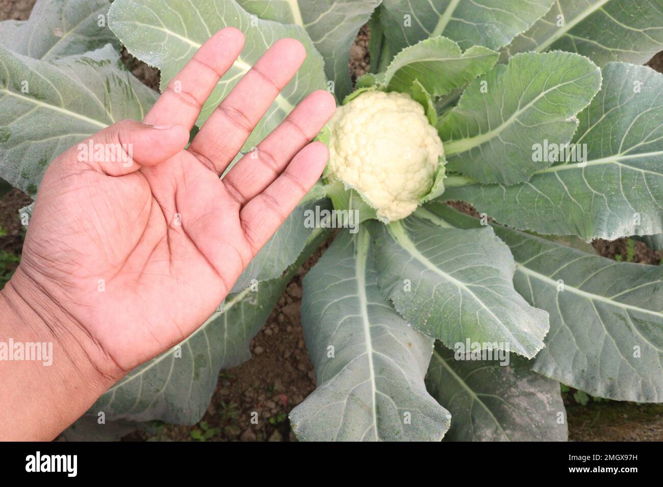 Cauliflower farm with finger sign for deaf people or farmer this is ...