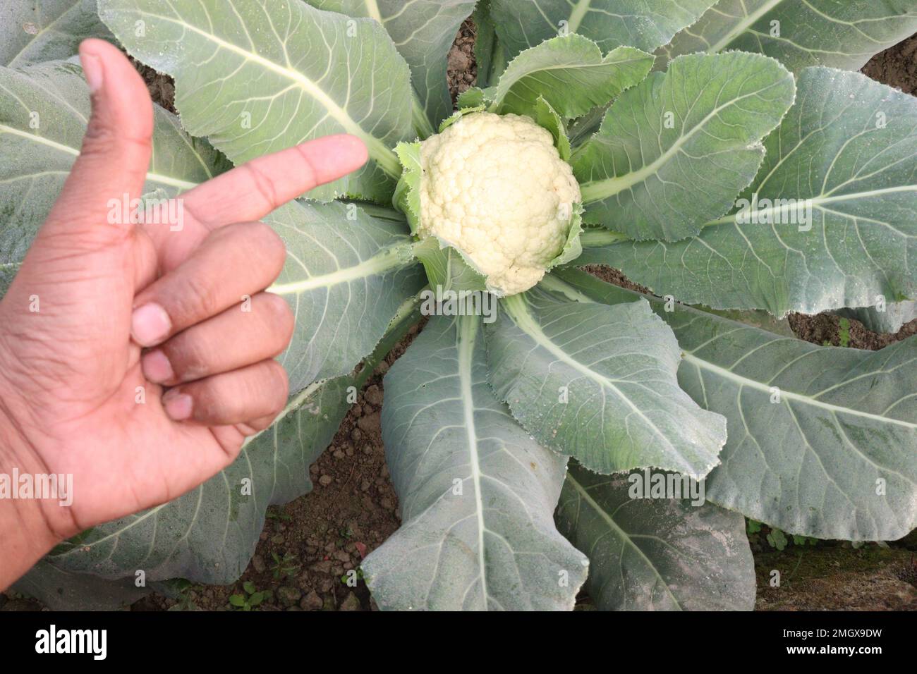 Cauliflower farm with finger sign for deaf people or farmer this is ...