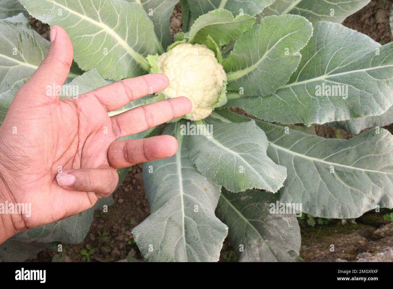 Cauliflower farm with finger sign for deaf people or farmer this is ...