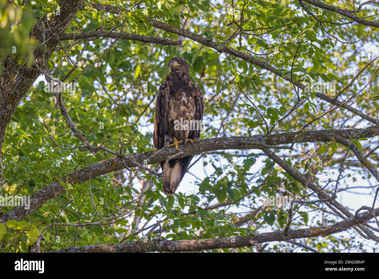 Juvenile bald eagle in northern Wisconsin Stock Photo - Alamy