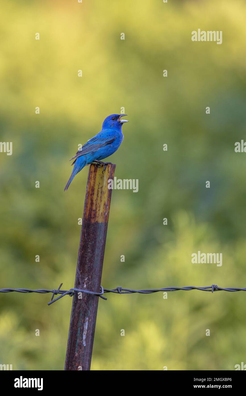 Male indigo bunting in northern Wisconsin Stock Photo - Alamy