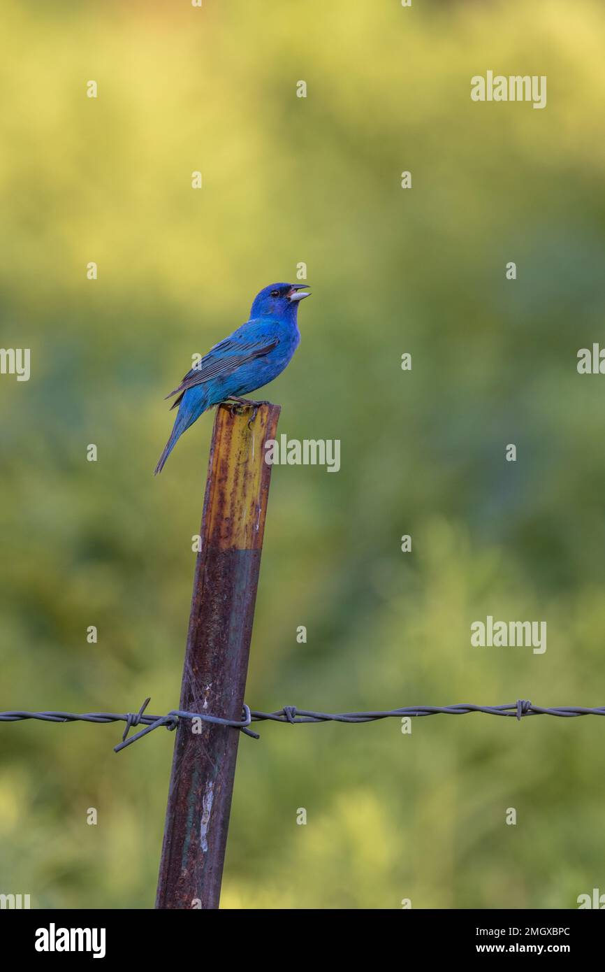 Male indigo bunting in northern Wisconsin Stock Photo - Alamy