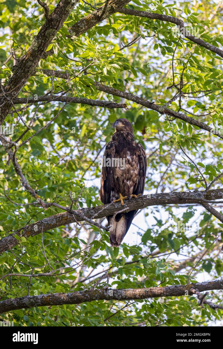 Juvenile bald eagle hi-res stock photography and images - Alamy