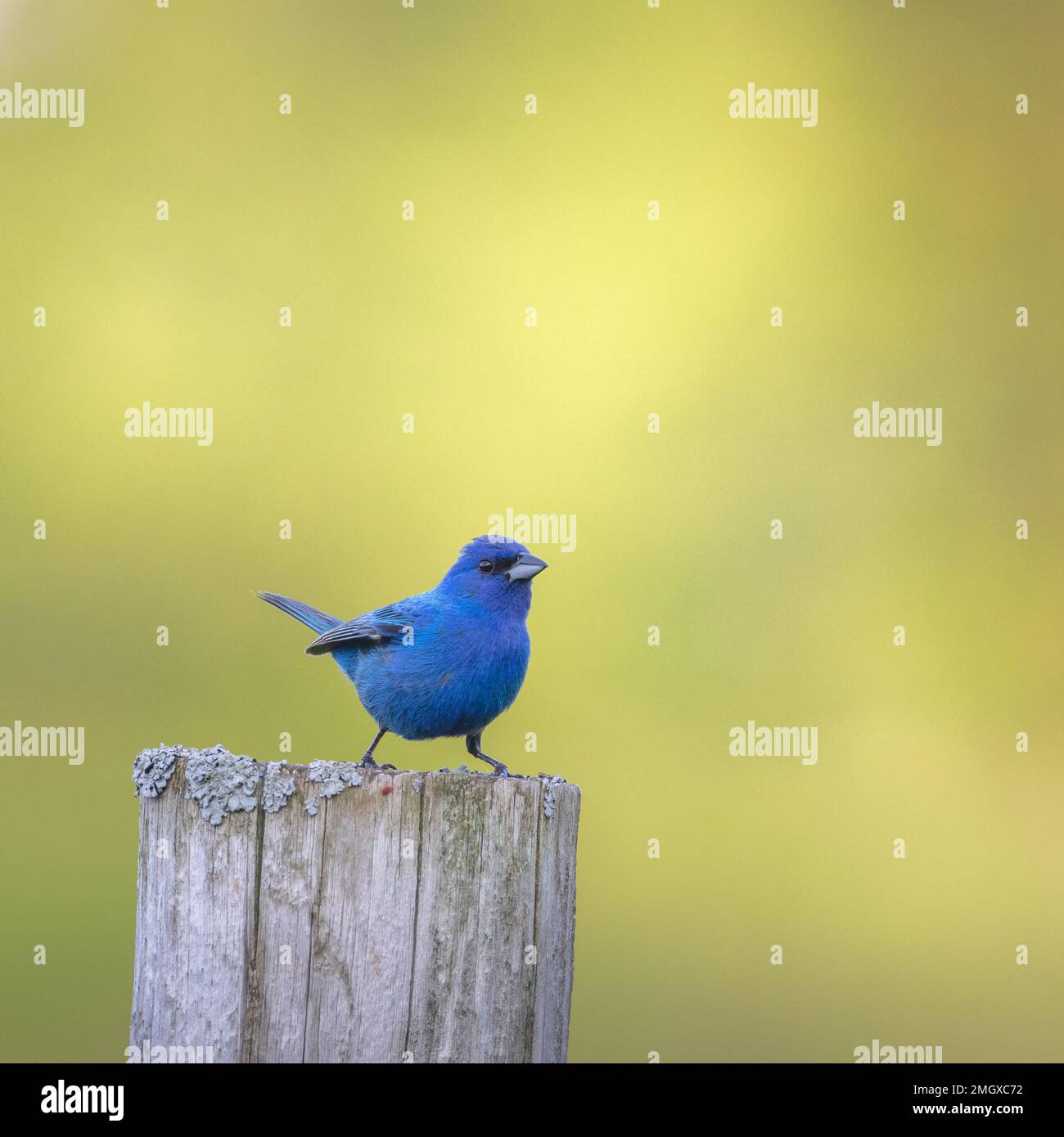 Male indigo bunting in northern Wisconsin Stock Photo - Alamy