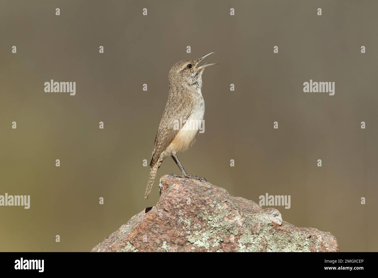 Rock Wren, Salpinctes obsoletus, on rock Stock Photo - Alamy