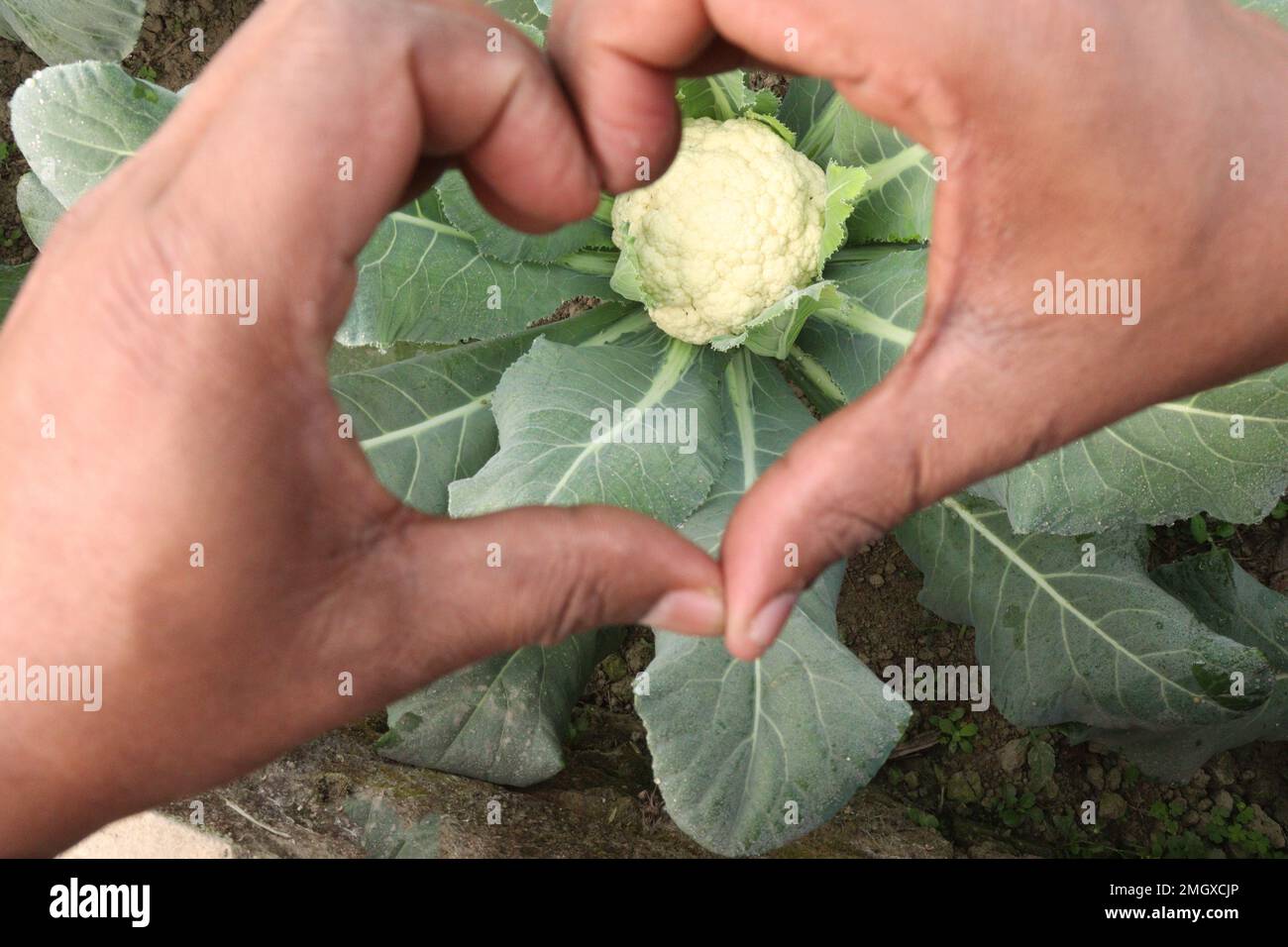 Cauliflower farm with finger sign for deaf people or farmer this is ...