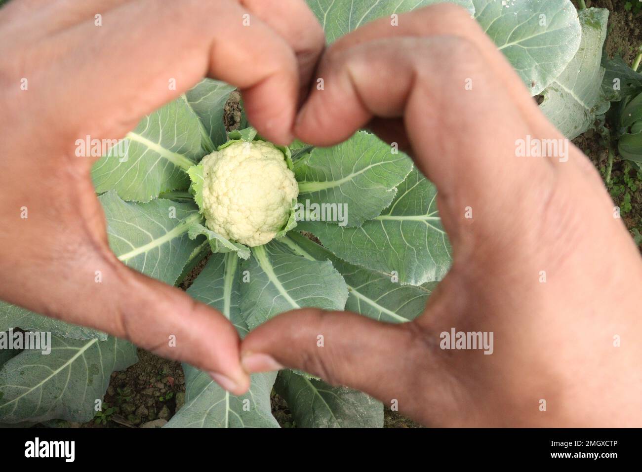 Cauliflower farm with finger sign for deaf people or farmer this is ...