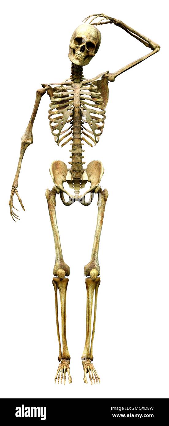 3D rendering of a human skeleton isolated on white background Stock ...