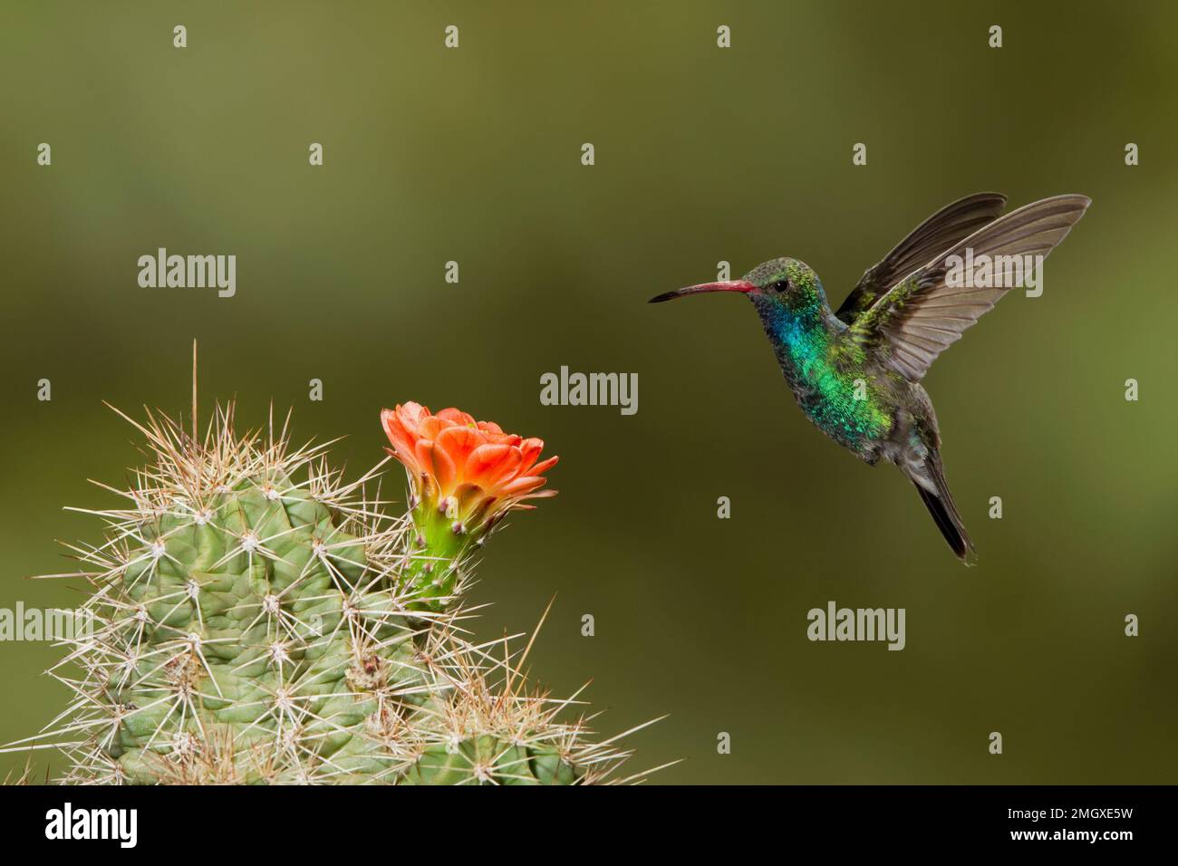 Hummingbird pollination flower hi-res stock photography and images - Alamy