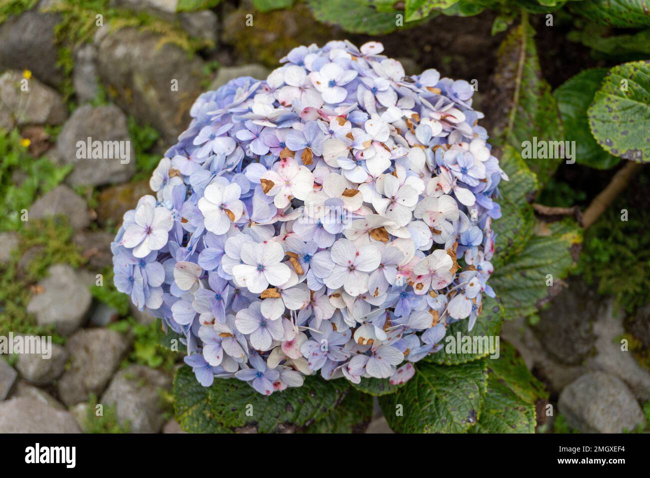 Purplish blue flowers in the middle of green nature landscape Stock ...