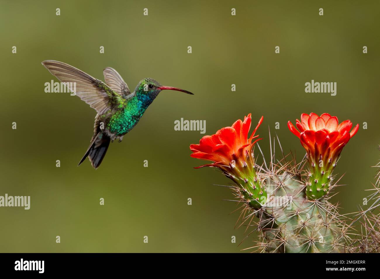 Broad-billed Hummingbird male, Cynanthus latirostris, feeding at cactus ...