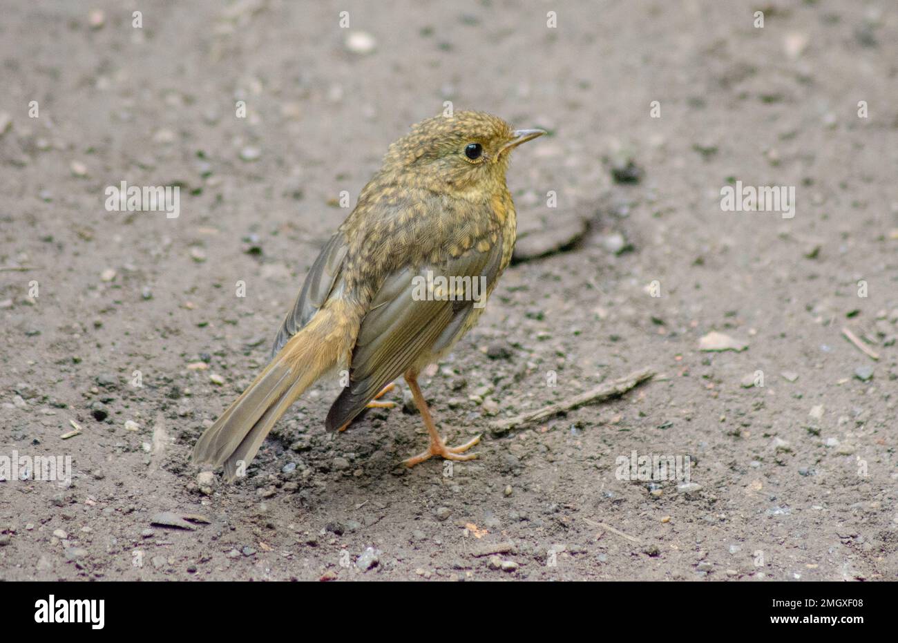 Animal bird fauna hi-res stock photography and images - Alamy