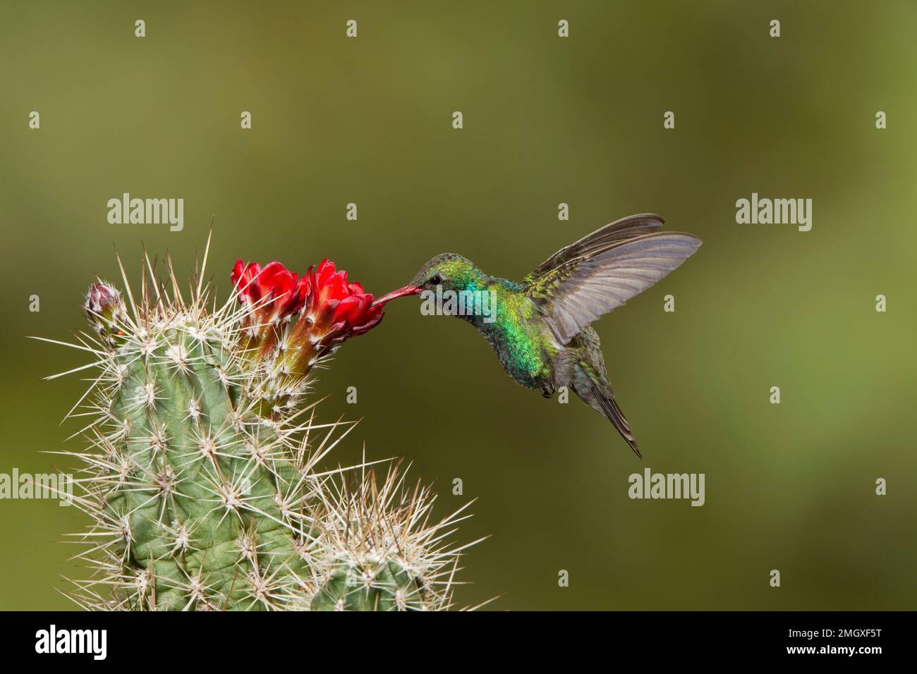 Broad-billed Hummingbird male, Cynanthus latirostris, feeding at cactus ...