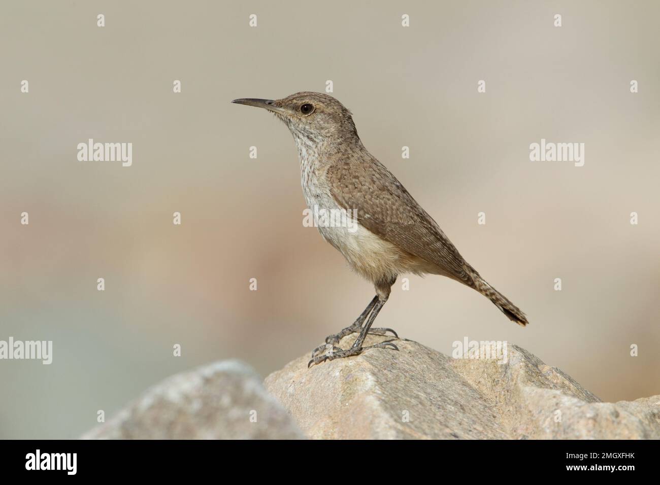 Rock Wren, Salpinctes obsoletus, on rock Stock Photo - Alamy