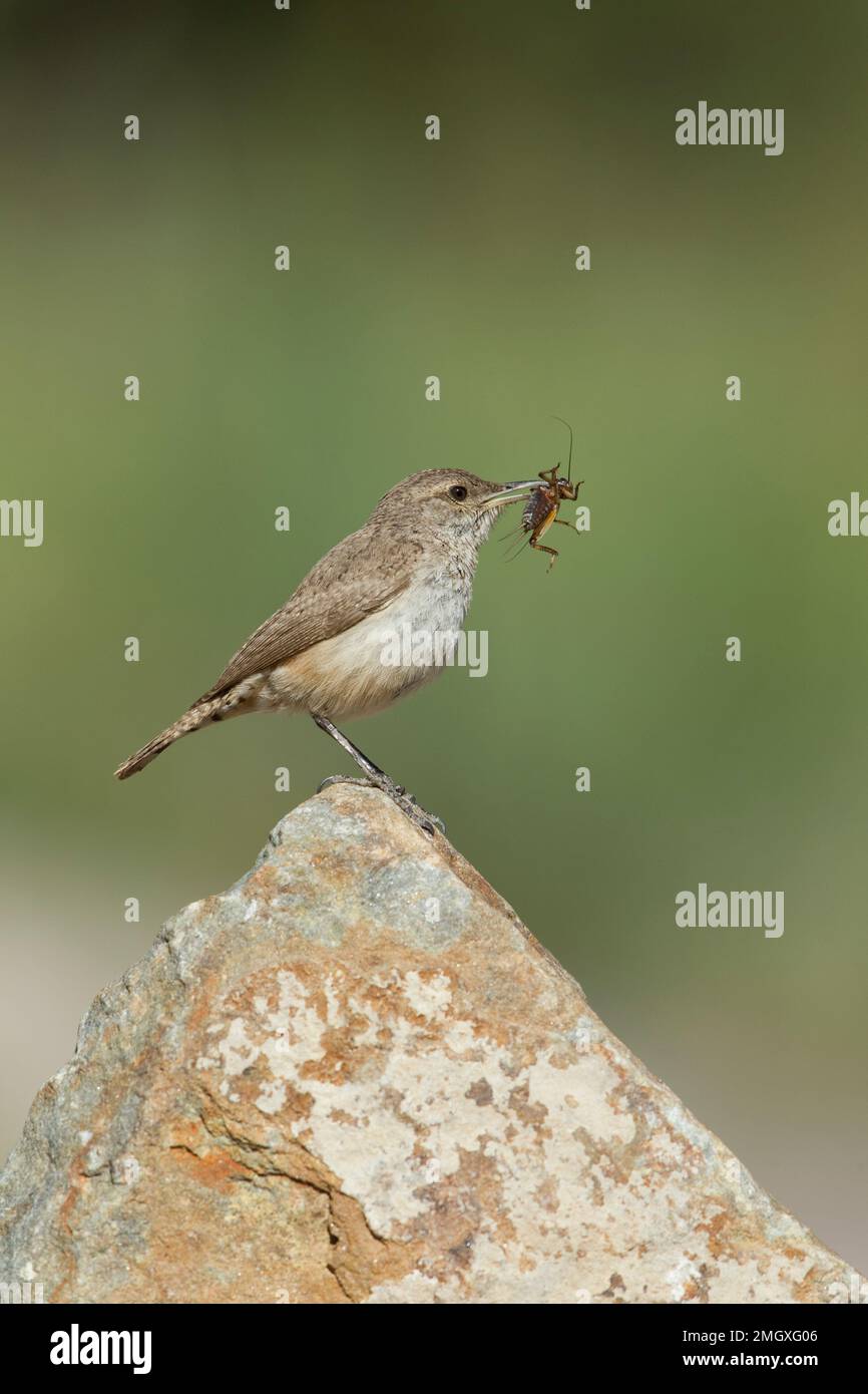 Rock Wren, Salpinctes obsoletus, on rock Stock Photo - Alamy