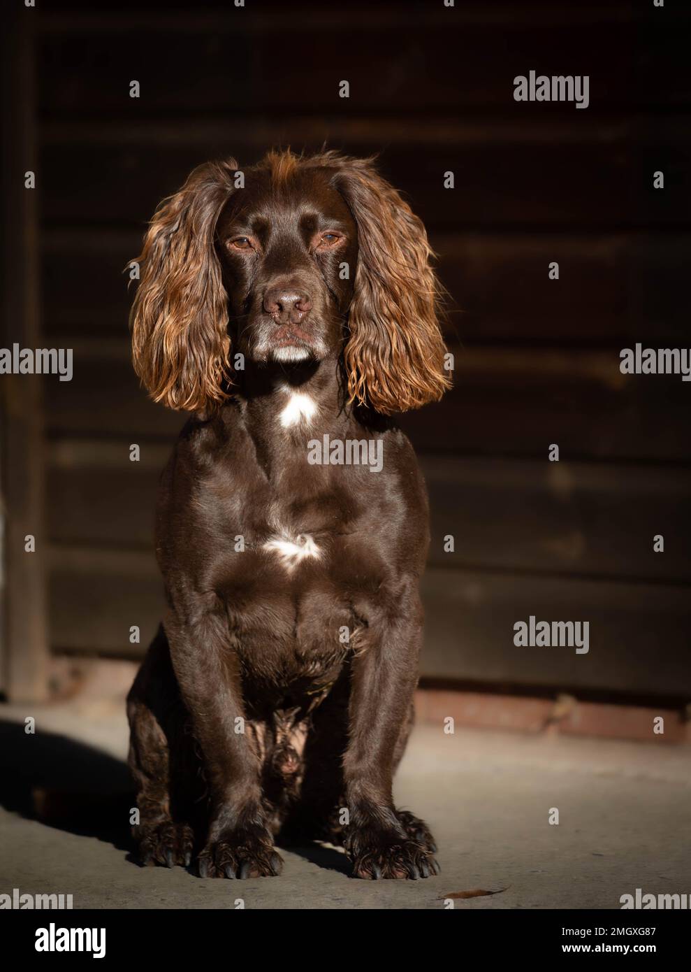 liver chcocolate spaniel sitting down Stock Photo - Alamy