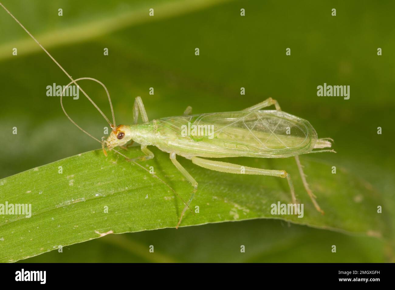 Tree cricket hi-res stock photography and images - Alamy