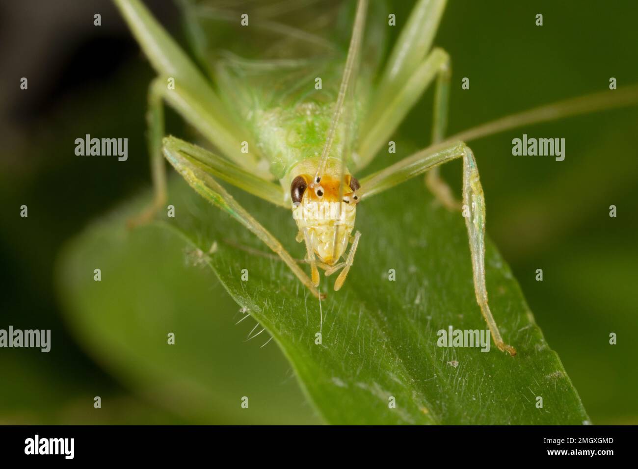 Tree cricket hi-res stock photography and images - Alamy