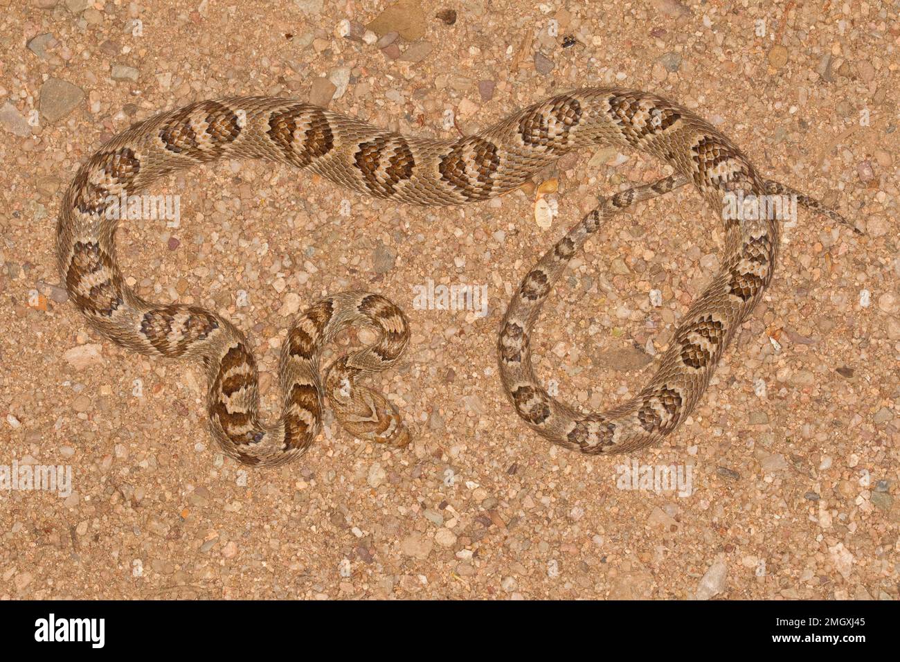 Sonoran Lyresnake, Trimorphodon lambda, Colubridae Stock Photo - Alamy