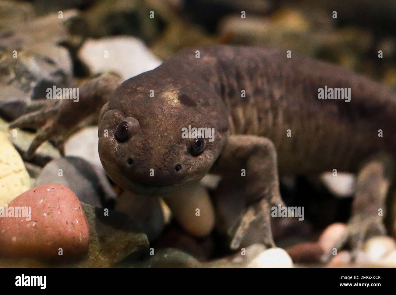 Axolotl museum hi-res stock photography and images - Alamy