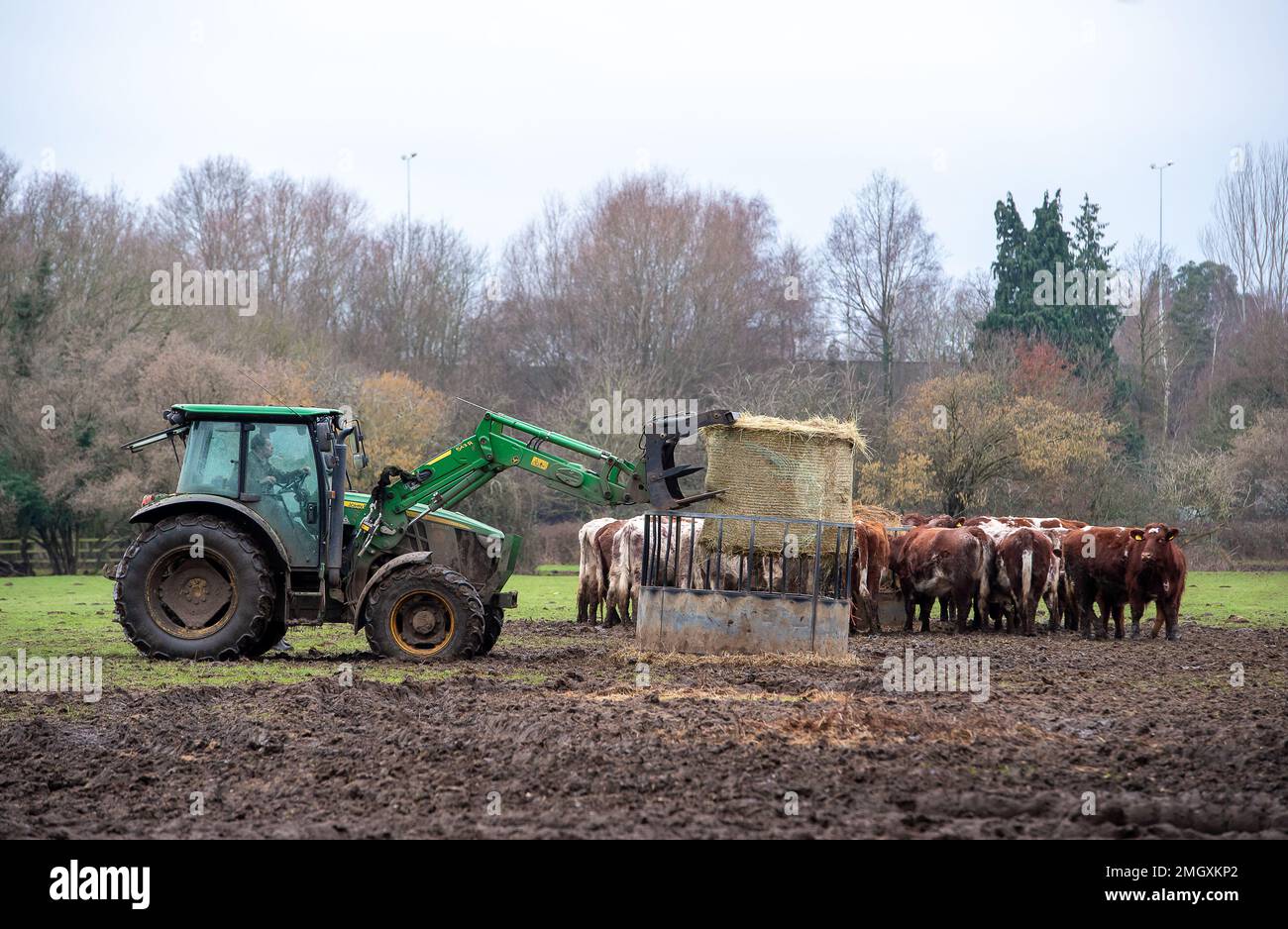Therese coffey farm hi-res stock photography and images - Alamy