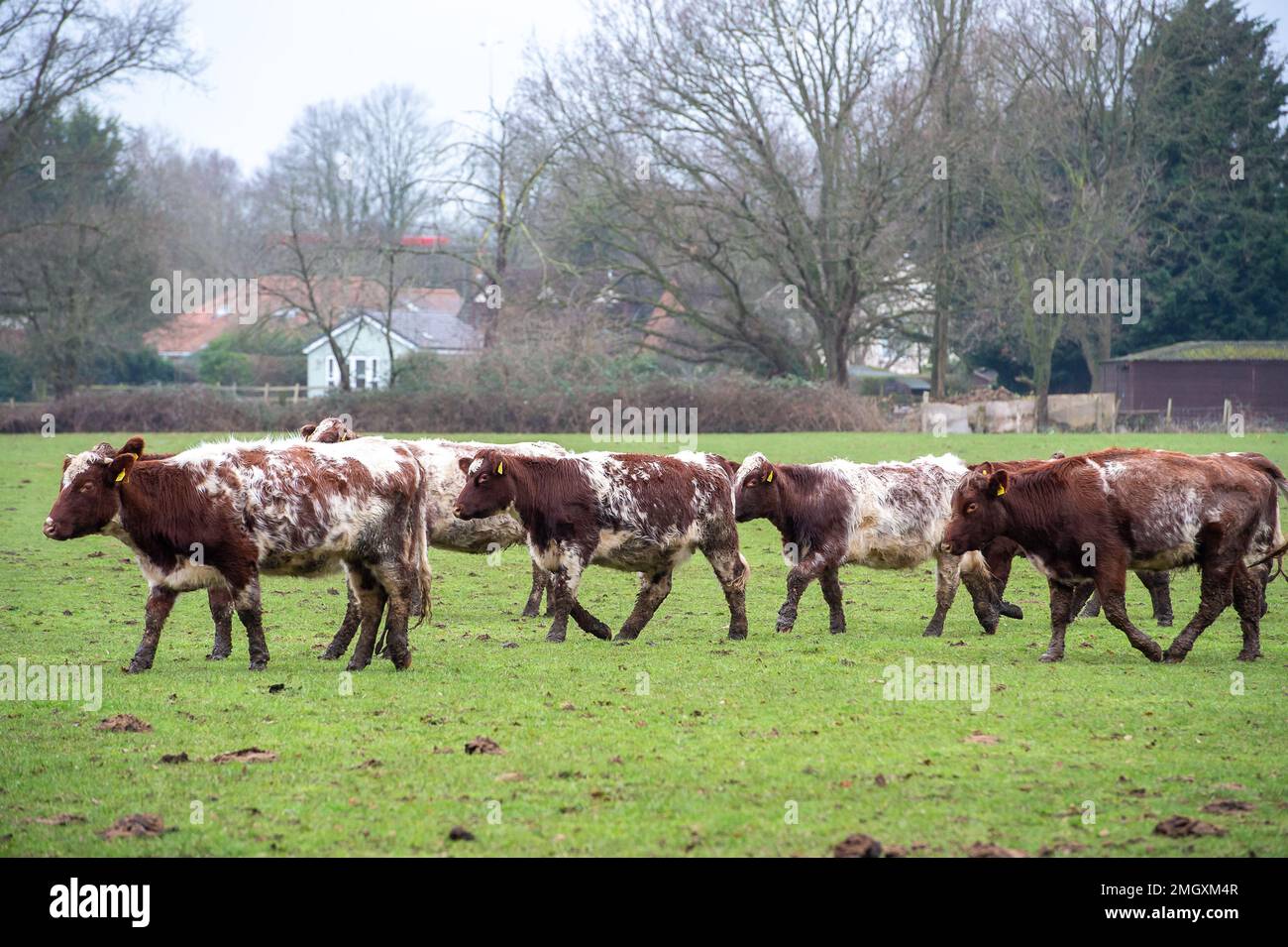 Tractor cows field england hi-res stock photography and images - Alamy