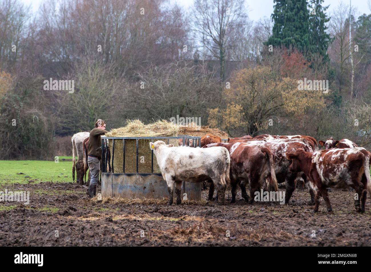 Therese coffey farm hi-res stock photography and images - Alamy