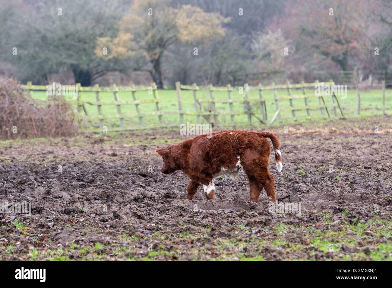 Therese coffey farm hi-res stock photography and images - Alamy