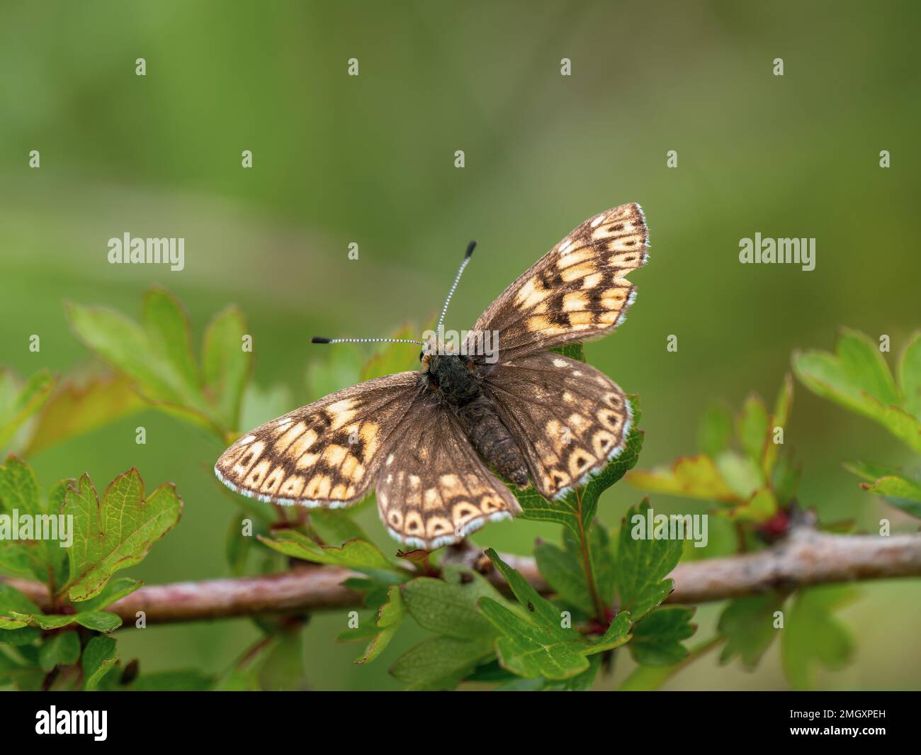 Duke leaves hi-res stock photography and images - Alamy