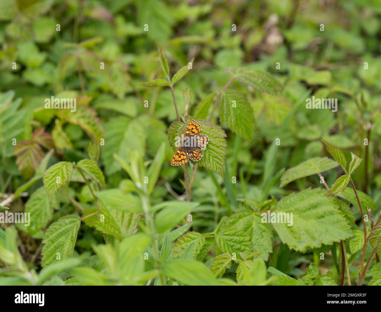 Duke of Burgundy Resting on a Leaf Stock Photo - Alamy