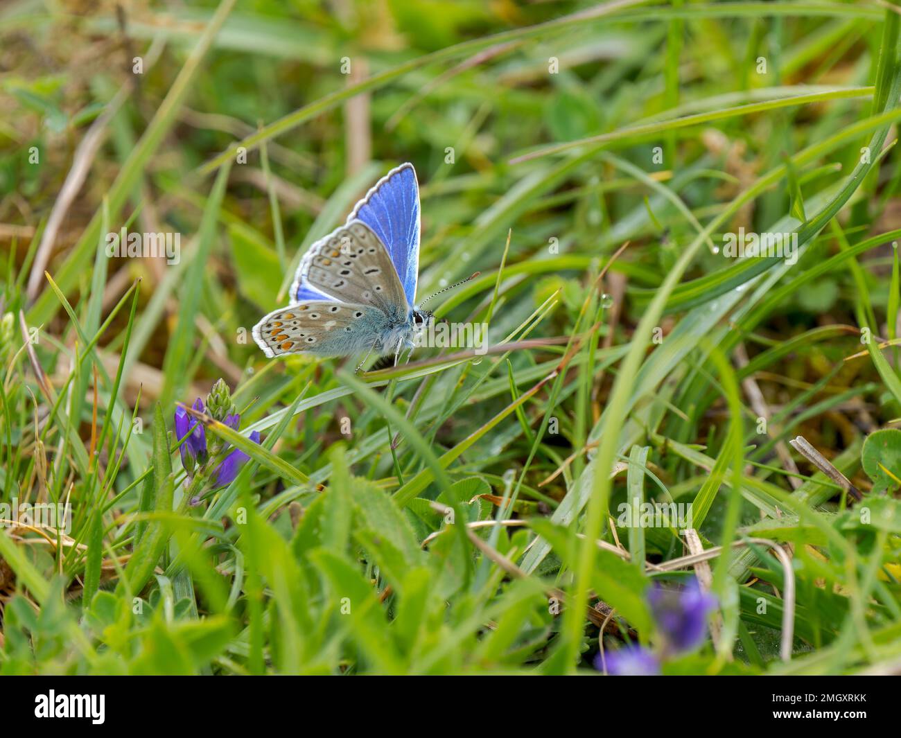 Common Blue Butterfly Wings Open Stock Photo - Alamy