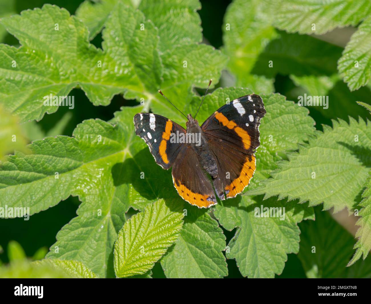 Red admiral resting hi-res stock photography and images - Alamy