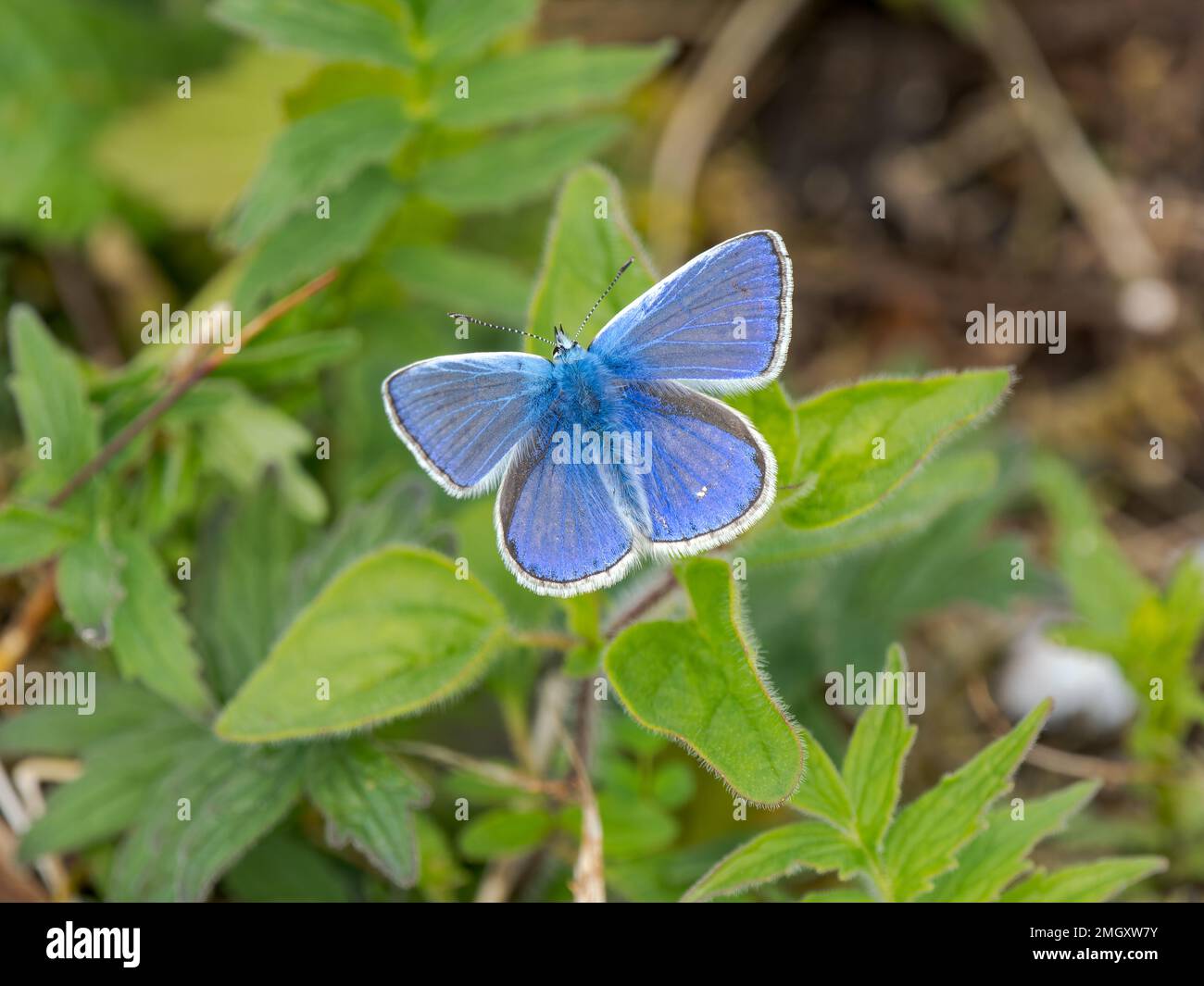 Common Blue Butterfly Wings Open Stock Photo - Alamy