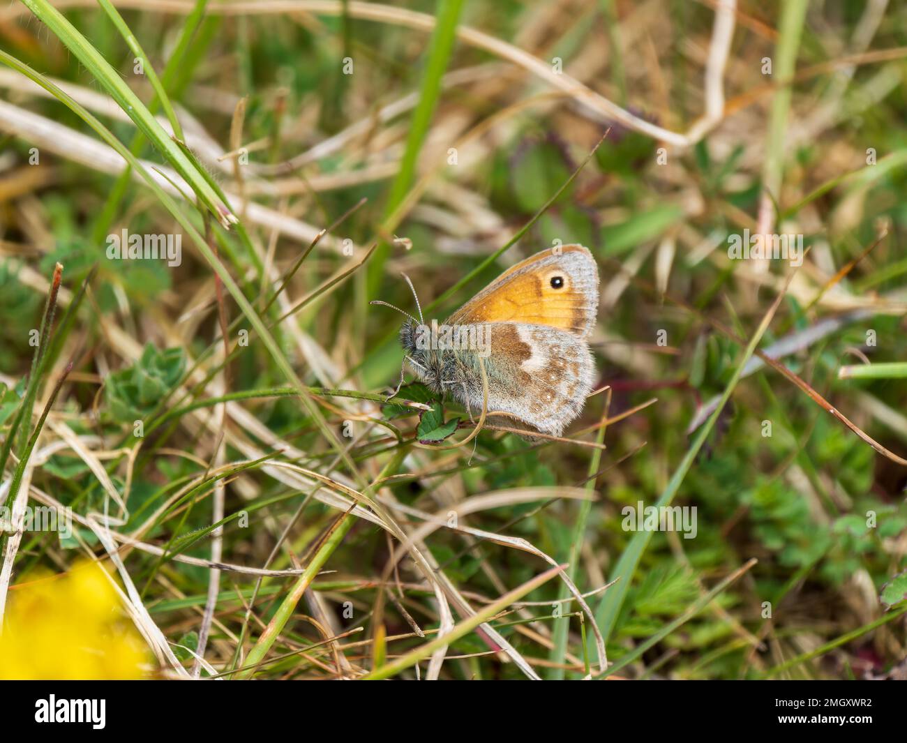 Small Heath Butterfly in Grass Stock Photo - Alamy