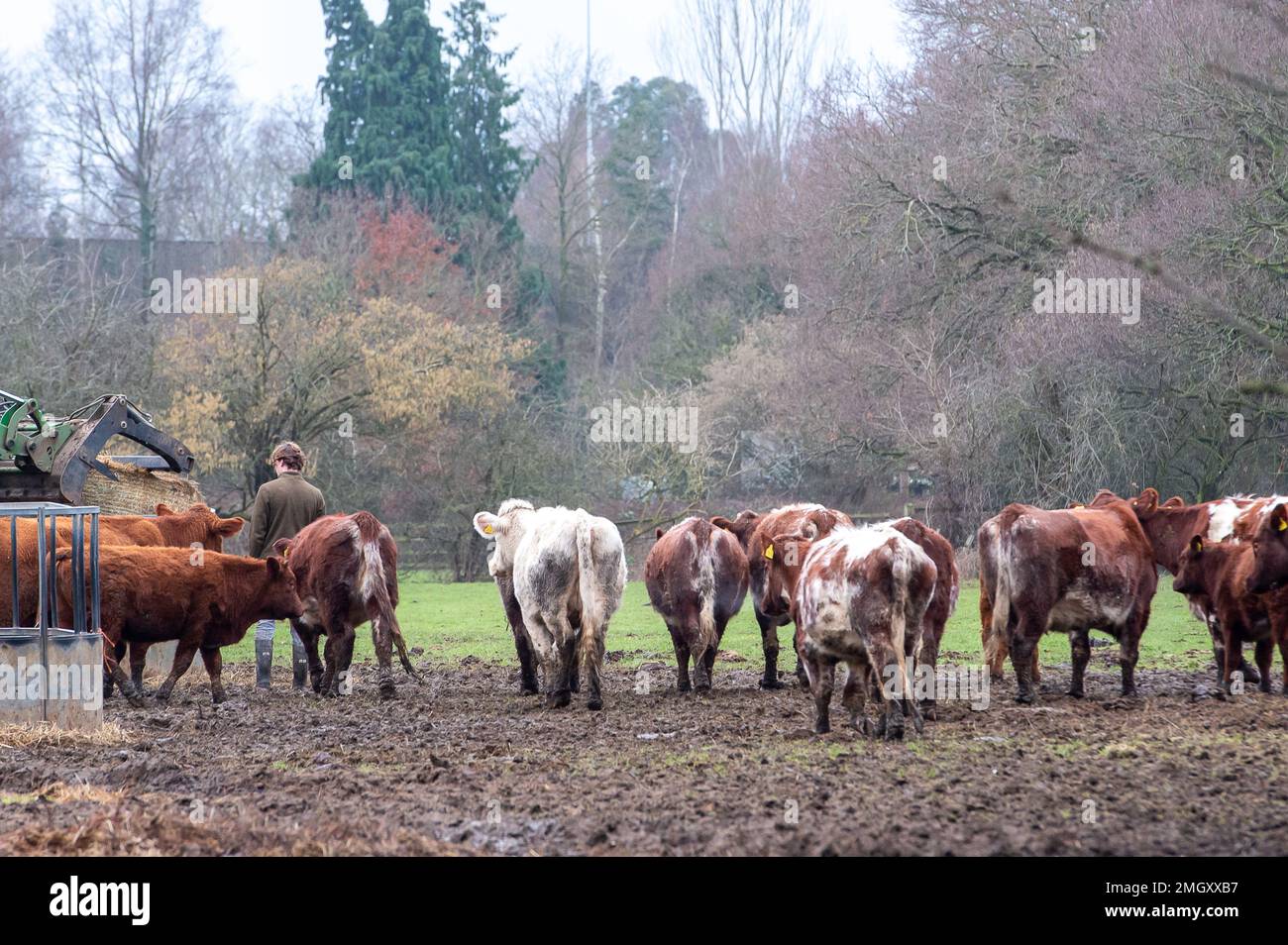 Therese coffey farm hi-res stock photography and images - Alamy