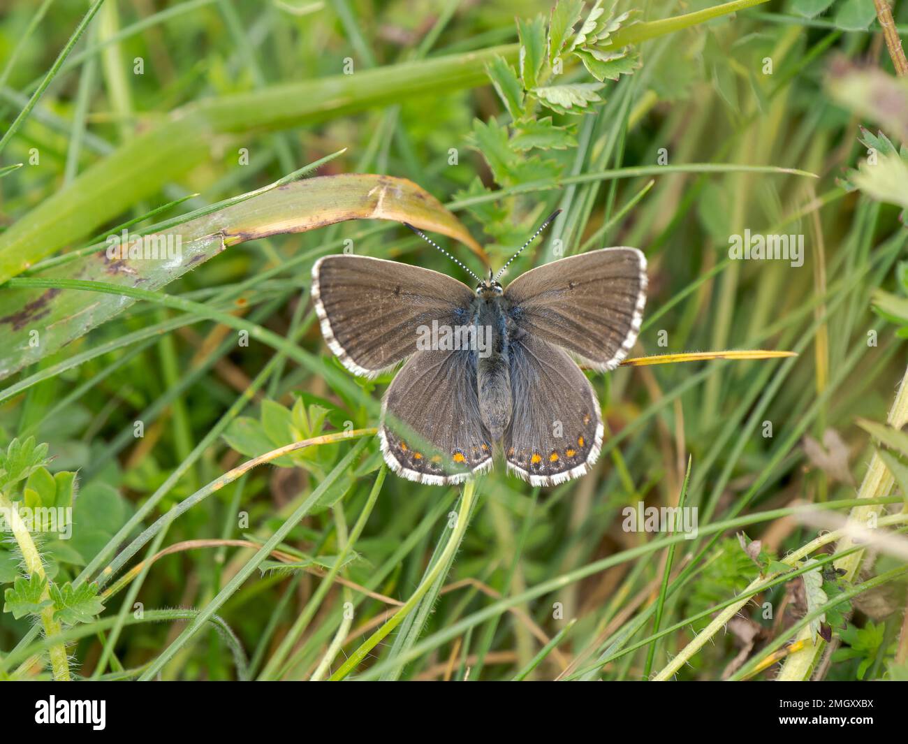 Female Adonis Blue Butterfly Resting Stock Photo - Alamy