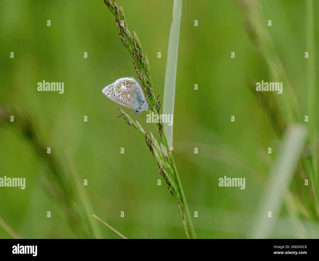 Common Blue Butterfly on Grass Stock Photo - Alamy