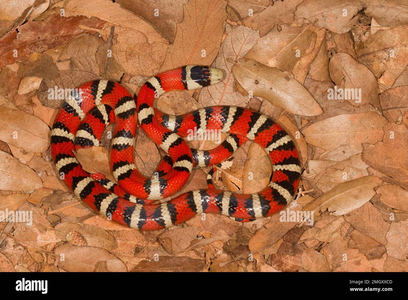 Sonoran Mountain Kingsnake, Lampropeltis pyromelana, Colubridae Stock ...